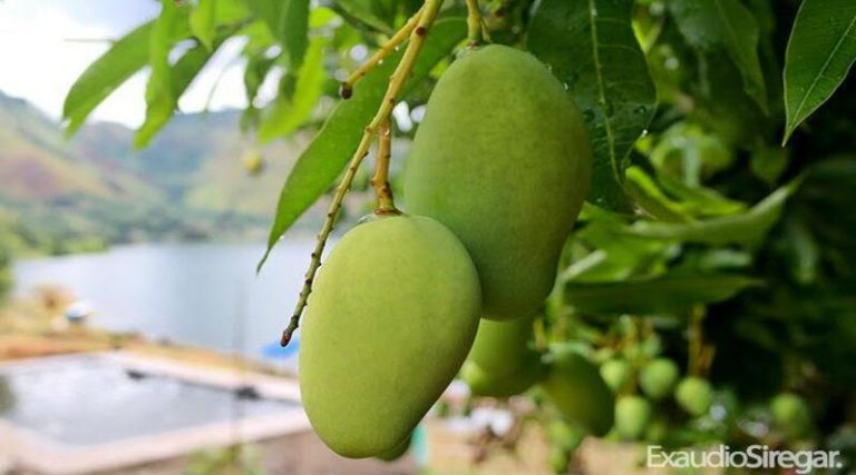 Ehm, Lezatnya Buah Mangga Oleh-Oleh Khas Danau Toba Di Pulau Sibandang