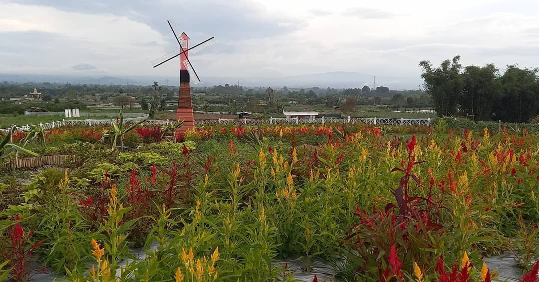Mengintip Keindahan Taman Seribu Bunga Desa Raya Kabupaten Karo